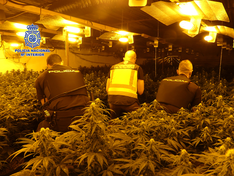 Desmantelan cuatro plantaciones de marihuana en una nave de Alcantarilla - Alcantarilla Digital