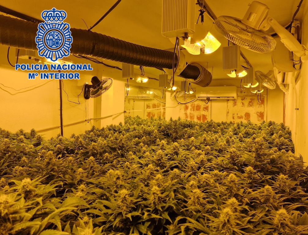 La Policía Nacional desmantela dos casas-invernadero con 231 plantas de marihuana - Alcantarilla ...