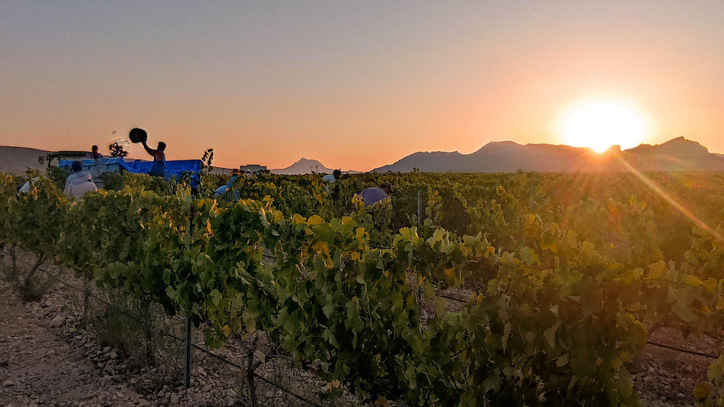 La vendimia de Jumilla, una de las más largas de España, se prolongará ...