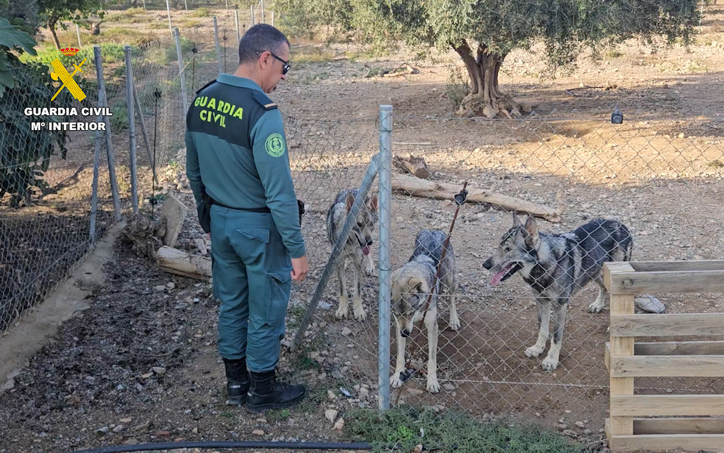 Sorprenden a un vecino que tenía cuatro lobos como mascotas ...