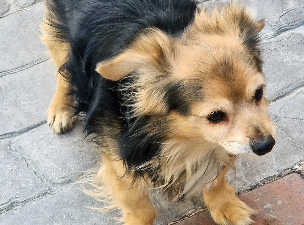 Investigan a un joven que rompió el fémur a un perro de una patada ...